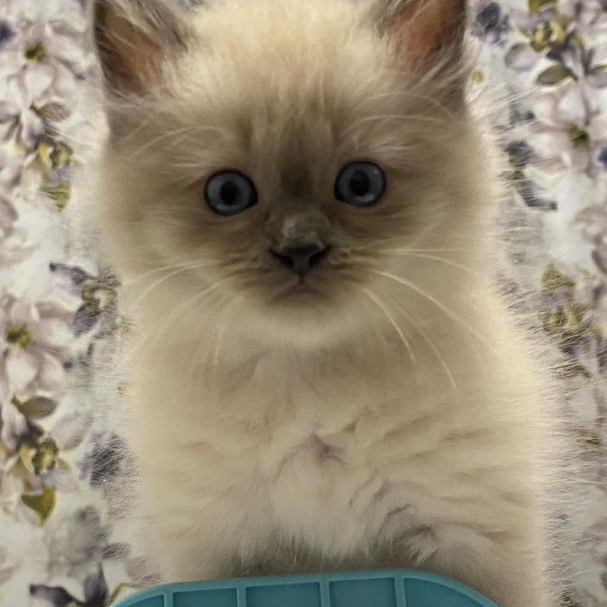 Невский маскарадный котёнок