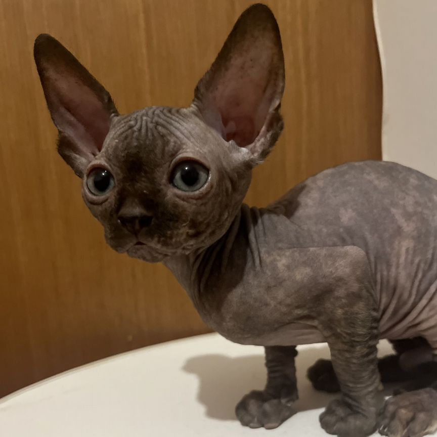 Канадский сфинкс котёнок