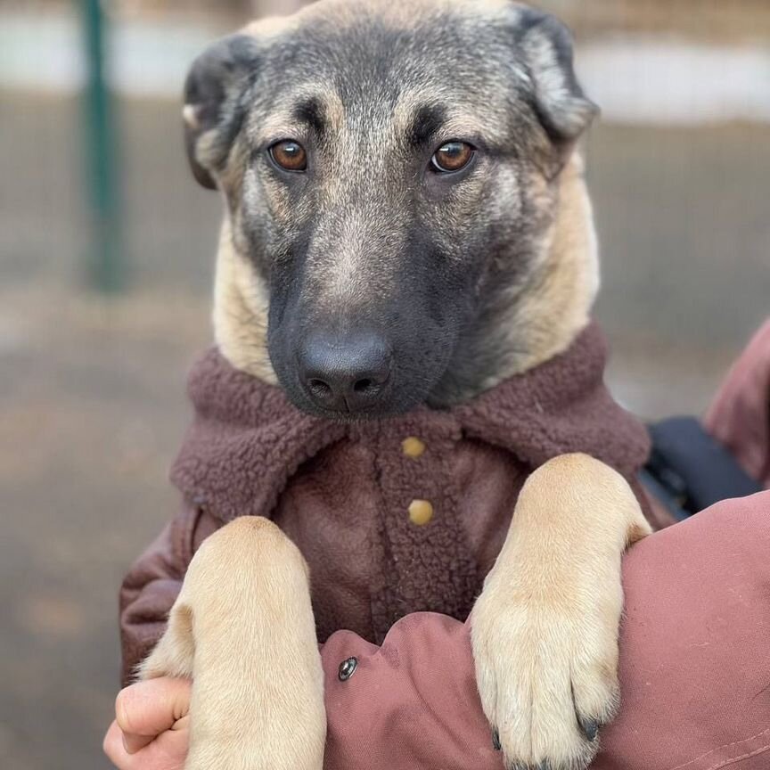 Щенок в приюте