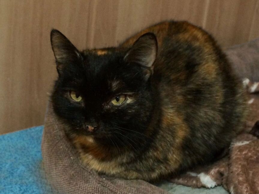 Девочка Нюша