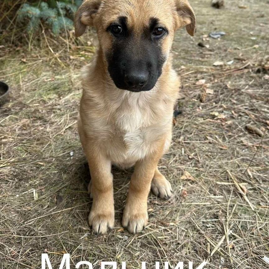 Щенки -охранники ищут место службы