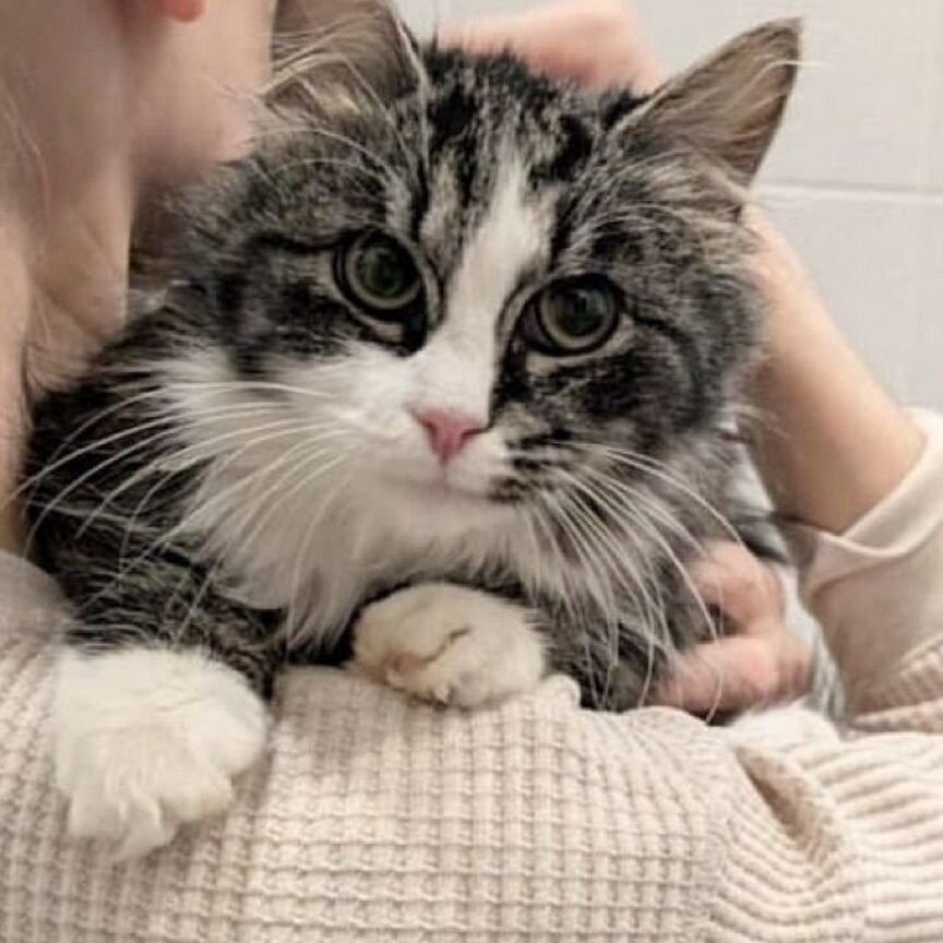 Пушистый котенок в добрые руки