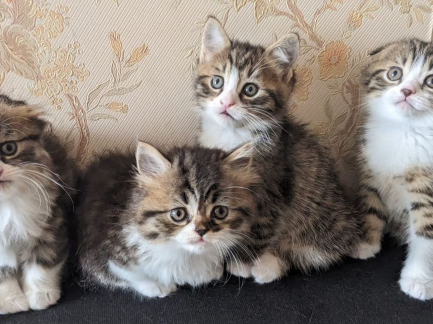 Шотландские котята
