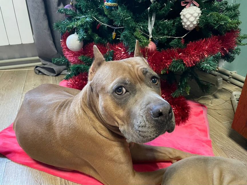 Американский Стаффордширский терьер