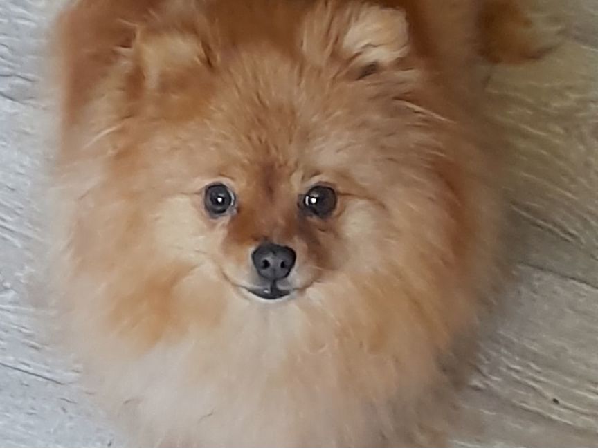 Померанский шпиц мини девочка волгоград