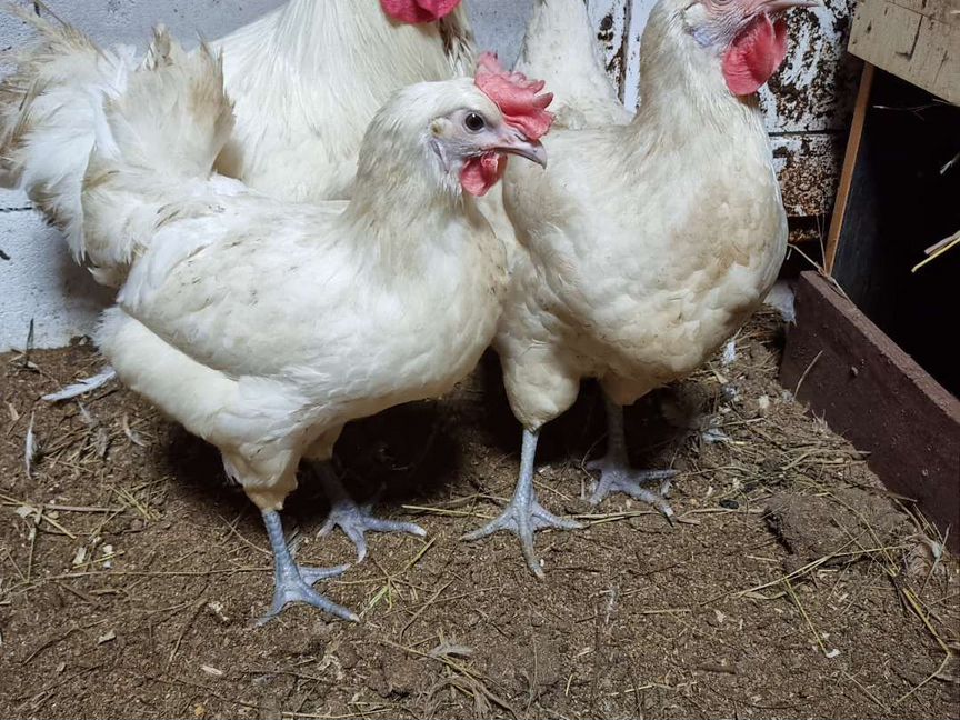 Куры бресс гальские