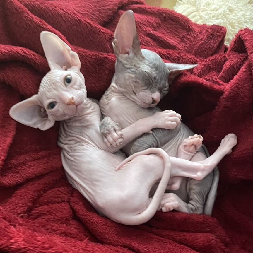 Донской сфинкс котёнок