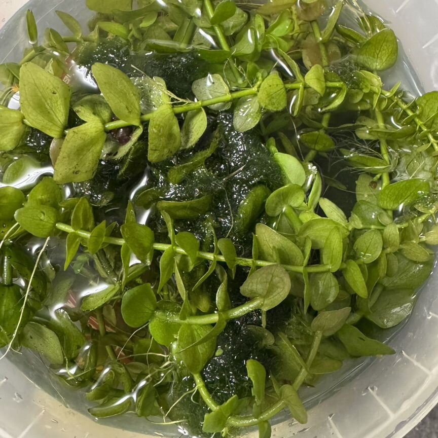 Аквариумное растение