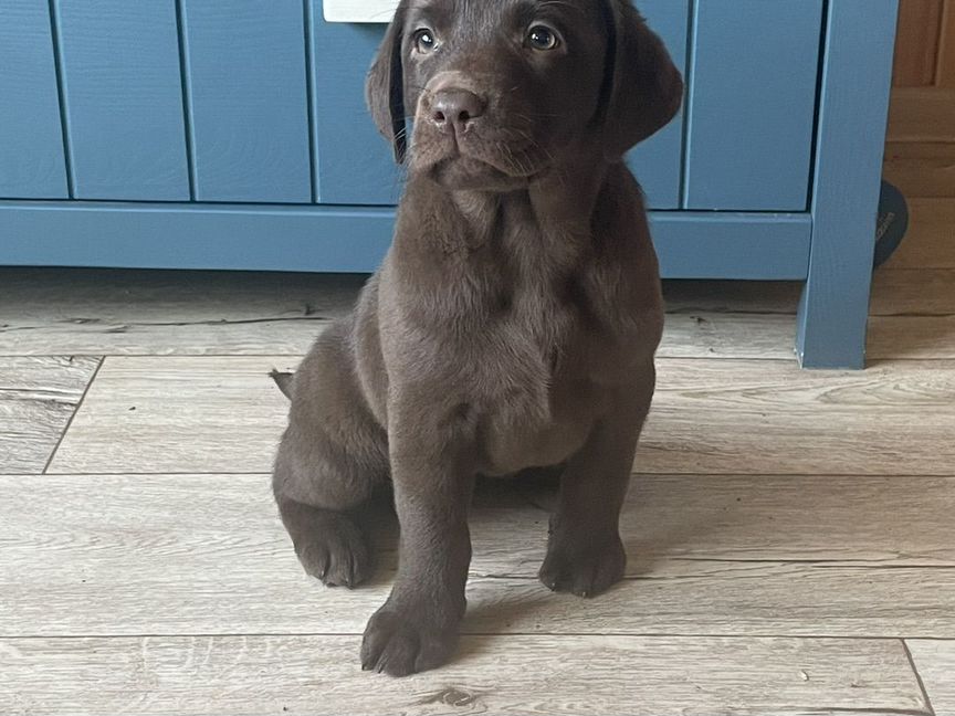 Шоколадные щенки лабрадора от родителей чемпионов