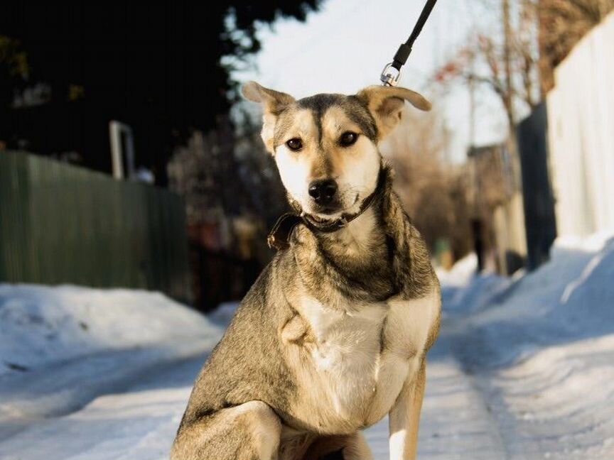 Особенная Дина мечтает стать домашней