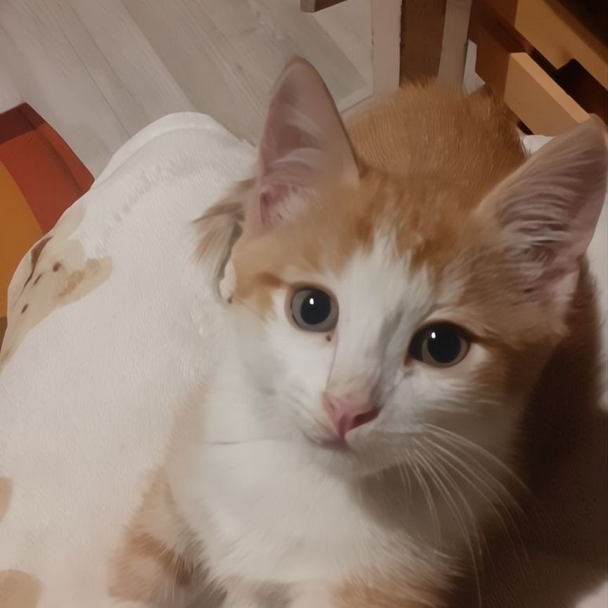 Котёнок в добрые руки