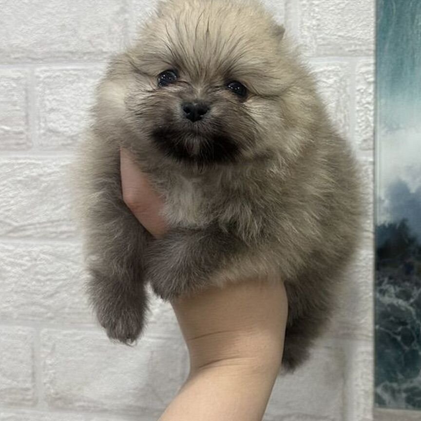 Куколка девочка померанский шпиц мини