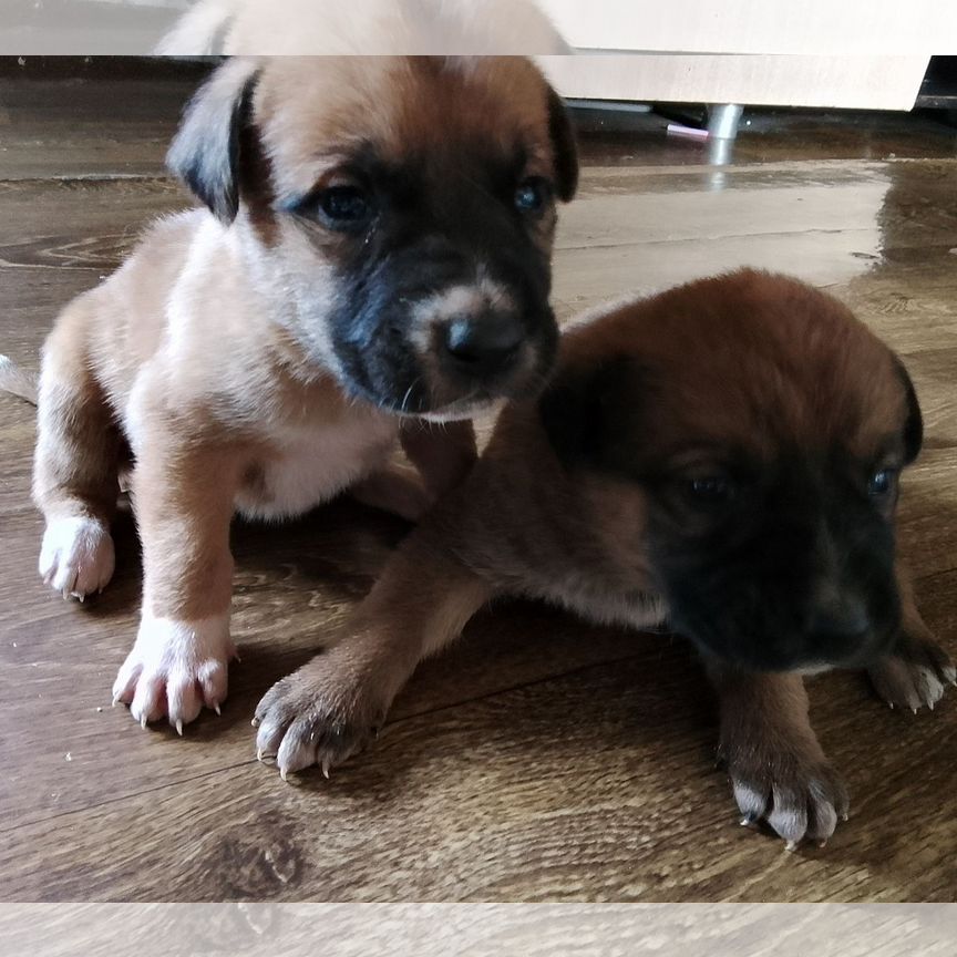 Волкособ, щенок