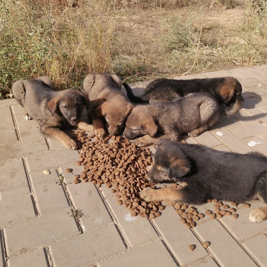 Щенки