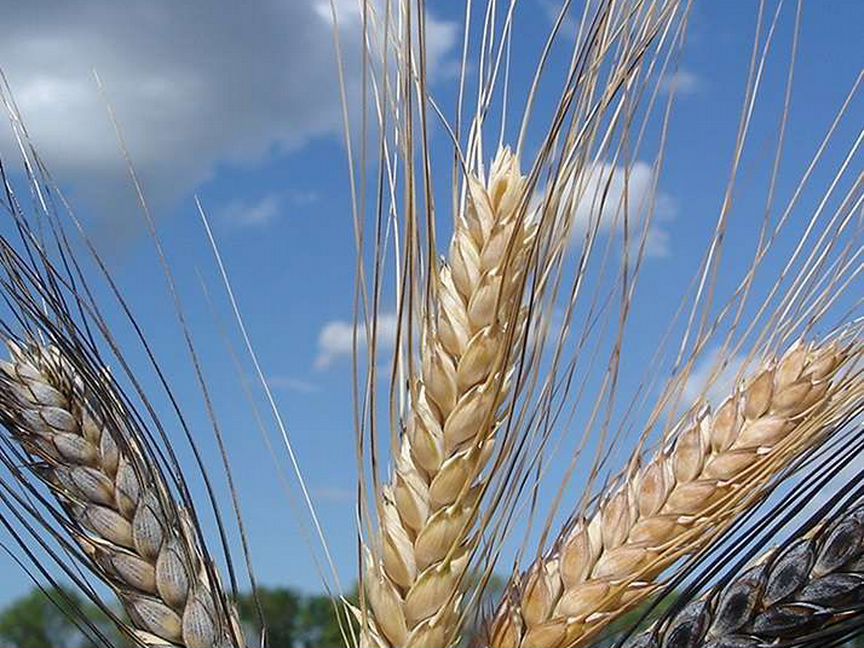 Отруби просо мелкозерка