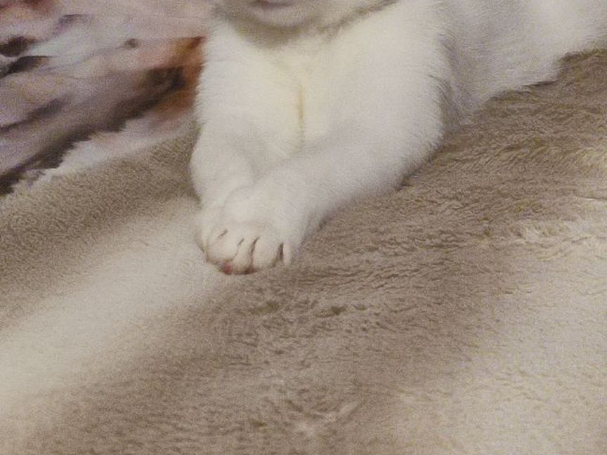 Котик дьявол