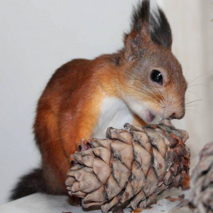 Кедровые шишки для белок, птиц и питомцев