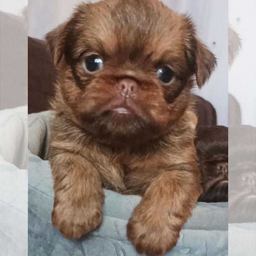 Брюссельский гриффон