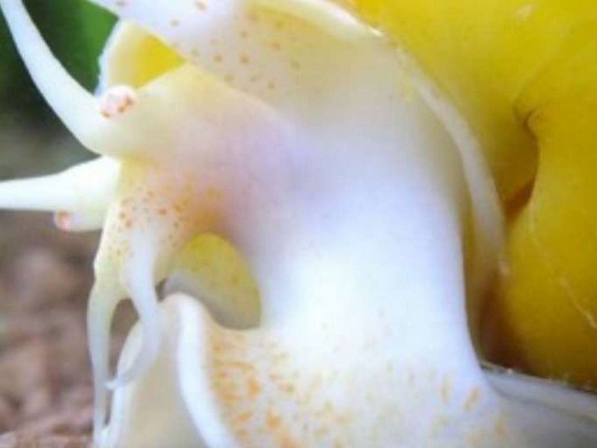 Улитки аквариумные ампулярии(молодняк) 5-10 мм