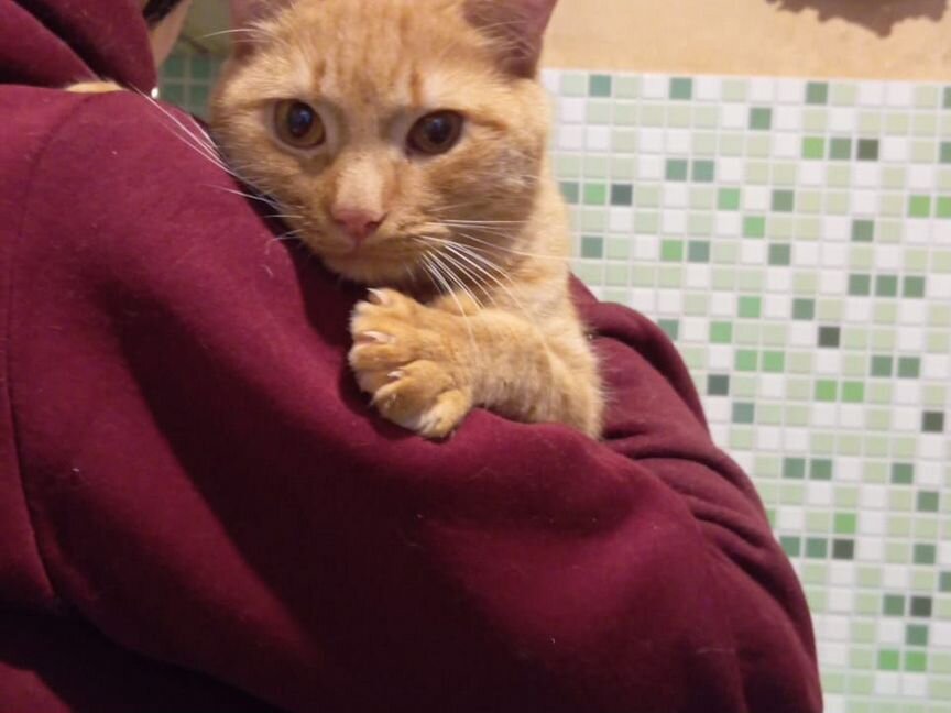 Кошки в добрые руки бесплатно