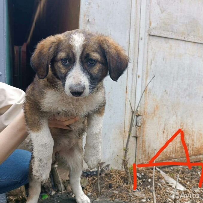 Две девочки 2,5 мес мама спаниэль