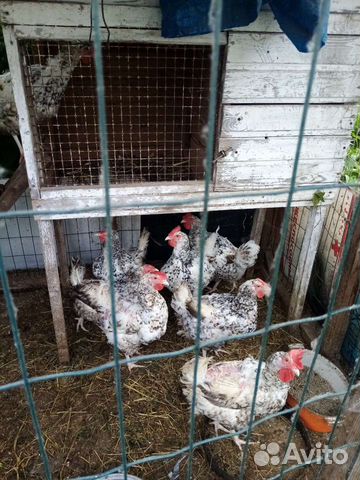 Куры Пушкинские - несушки