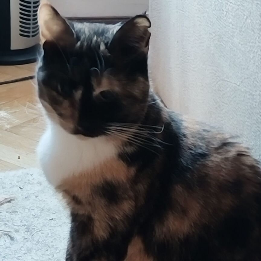 Кошэчка Мэри