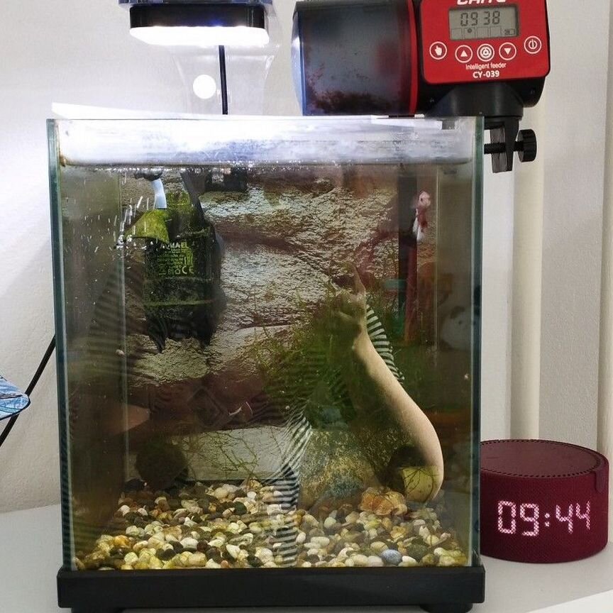 Аквариум с рыбками