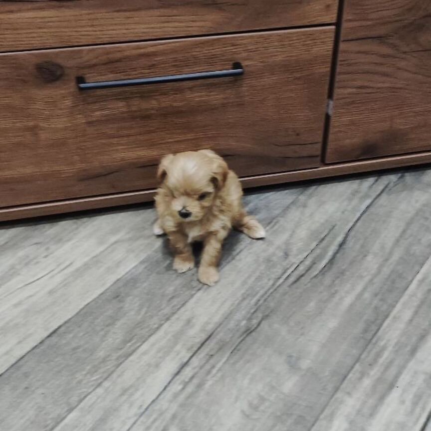 Мальтипу, щенок