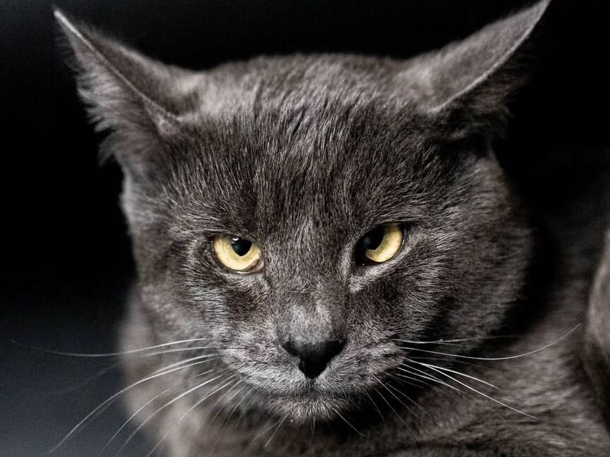 Косоглазик ищет дом