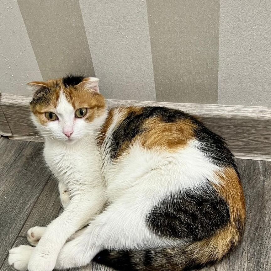 Миниатюрная молодая девочка в добрые руки