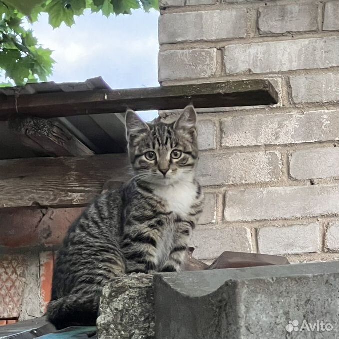 Два пирожочка