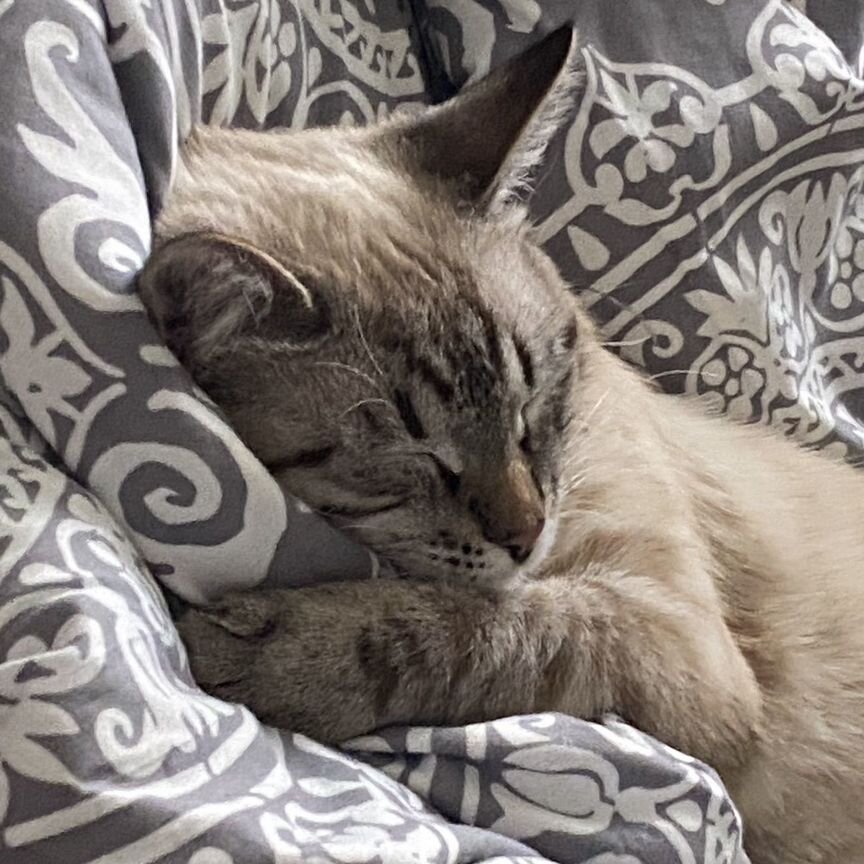 Тайский, взрослый кот