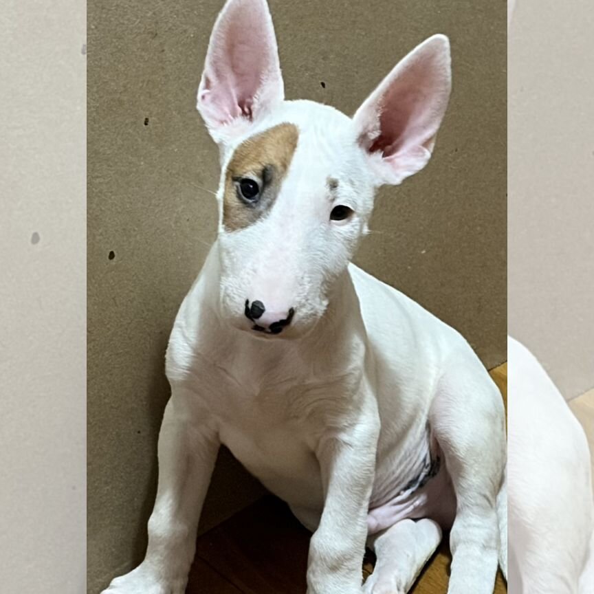 Бультерьер, щенок