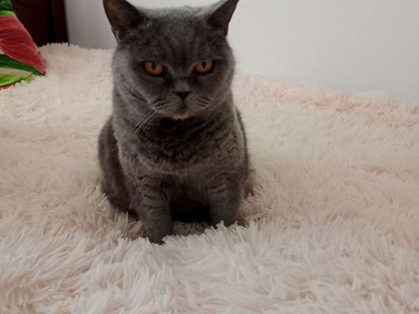 Кошка мало времени на спасение в добрые руки