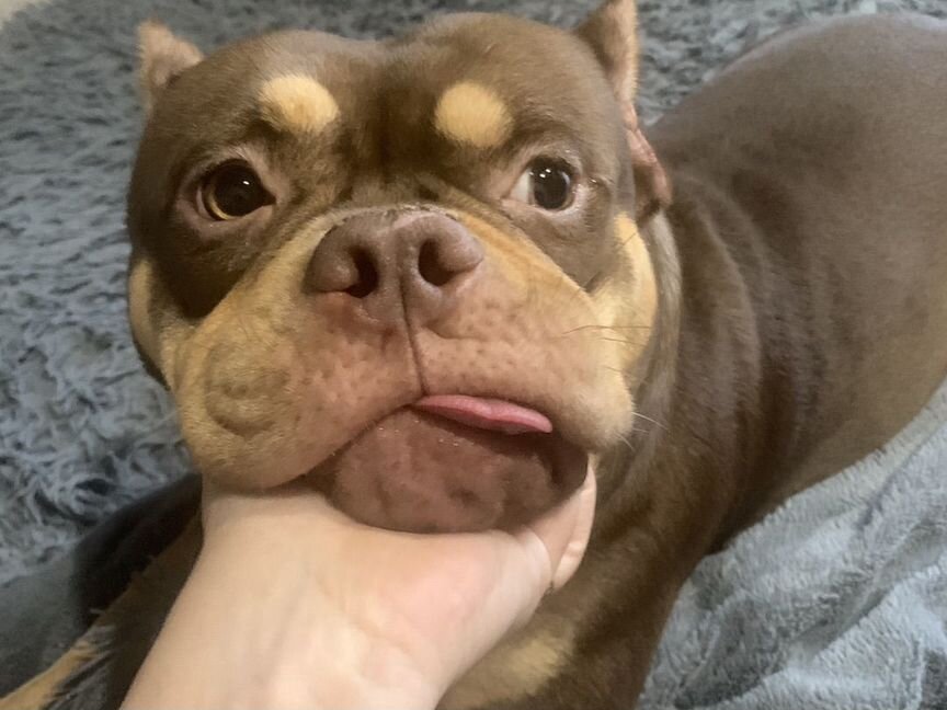 Американский булли