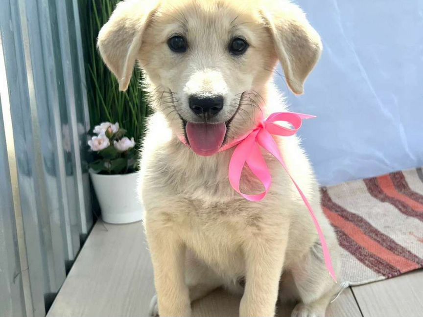 Щенок в добрые руки