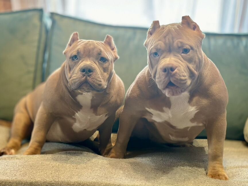 Американский булли девчонки