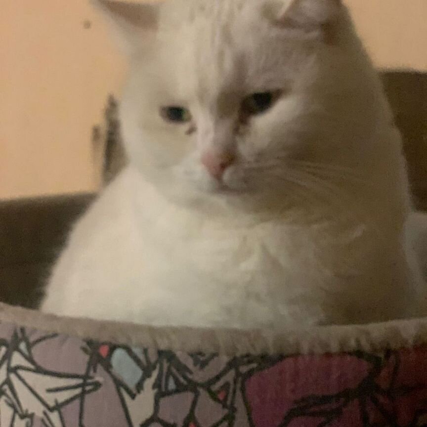 Отдам в добрые руки