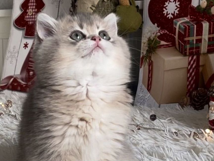 Британская золотая кошечка
