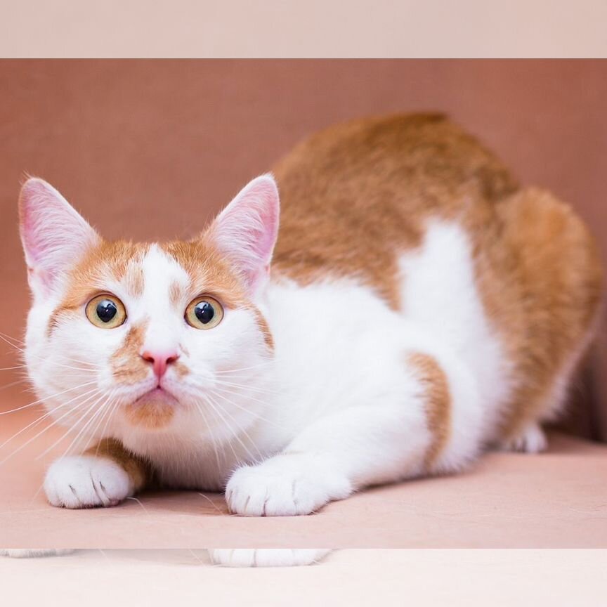 Взрослая, кошка в добрые руки