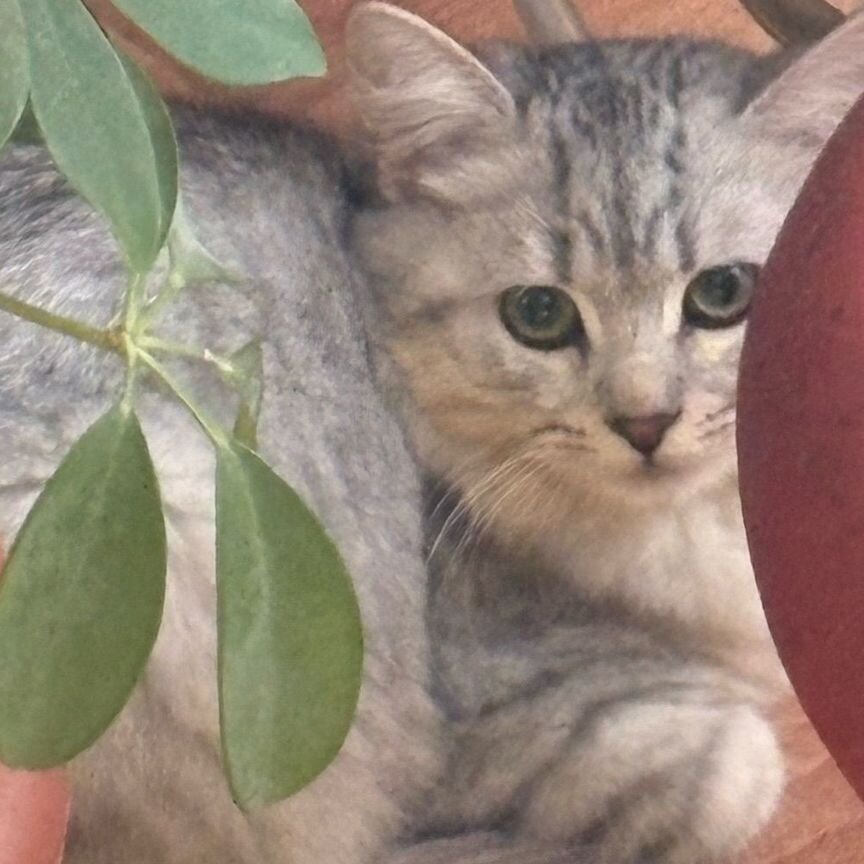 Шотландский вислоухий длинношёрстный котёнок