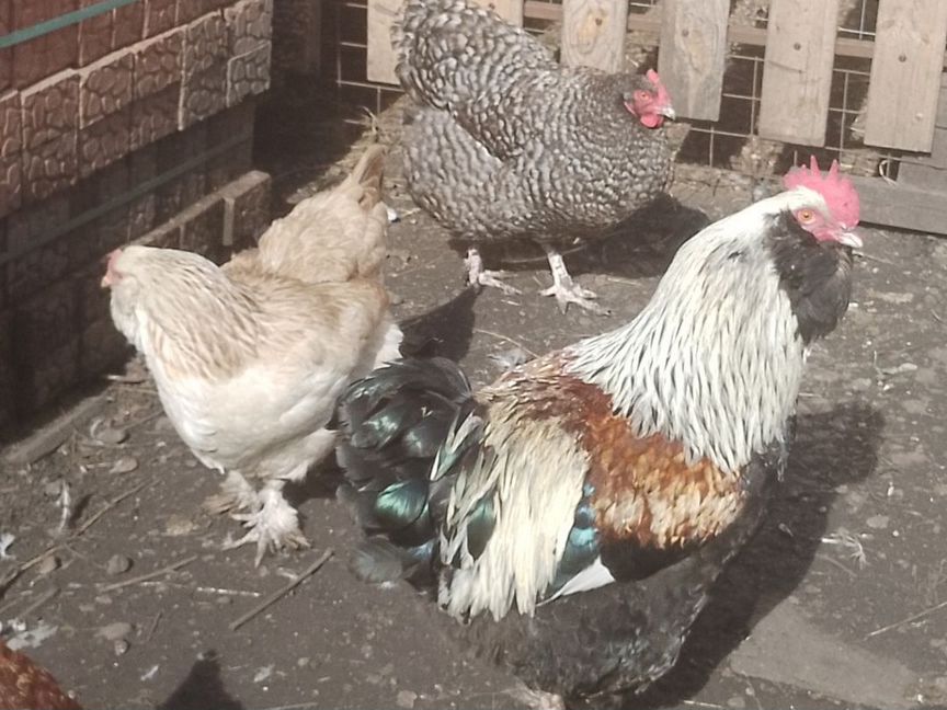 Семья фаверолей