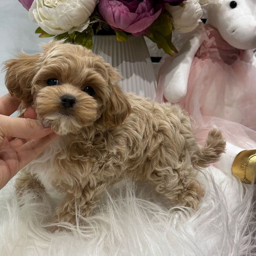 Карамельки мальтипу ф1