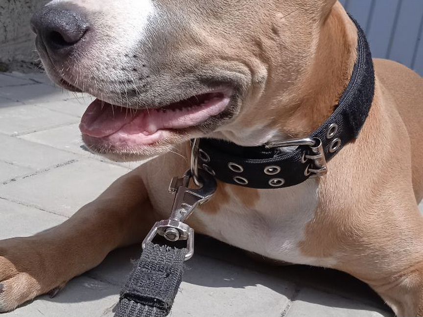 Стаффордширский терьер щенок