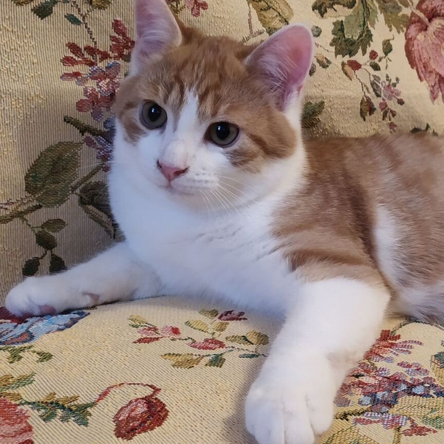 Котёнок в добрые руки