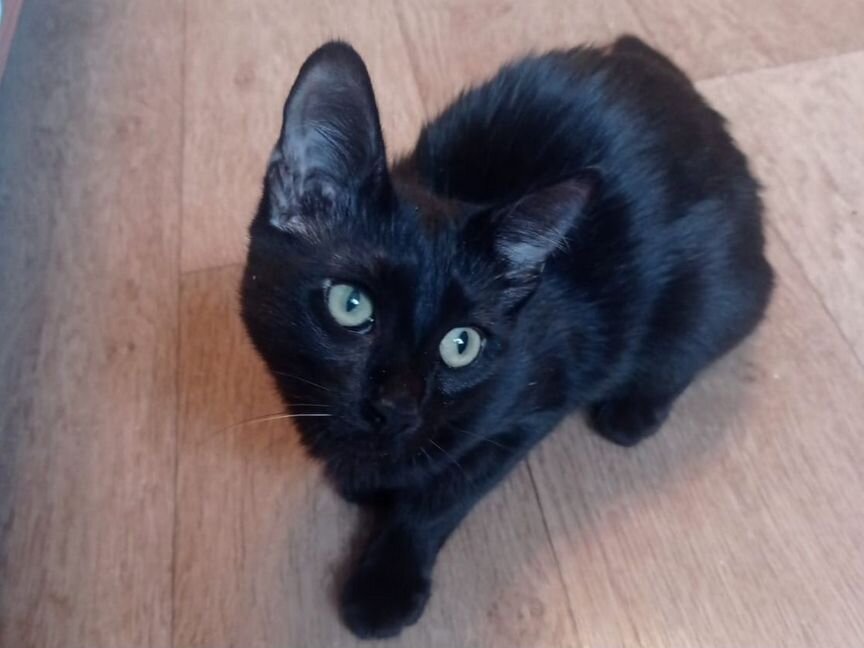 Чёрный котёнок мальчик в добрые руки