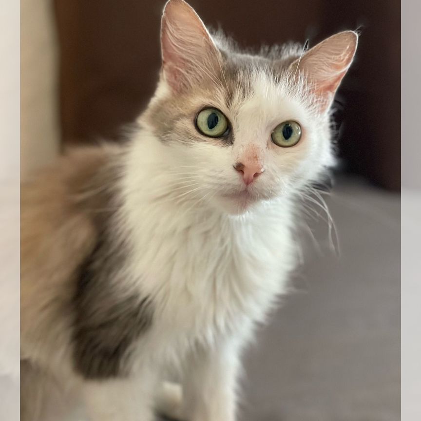 Домашняя кошка в добрые руки