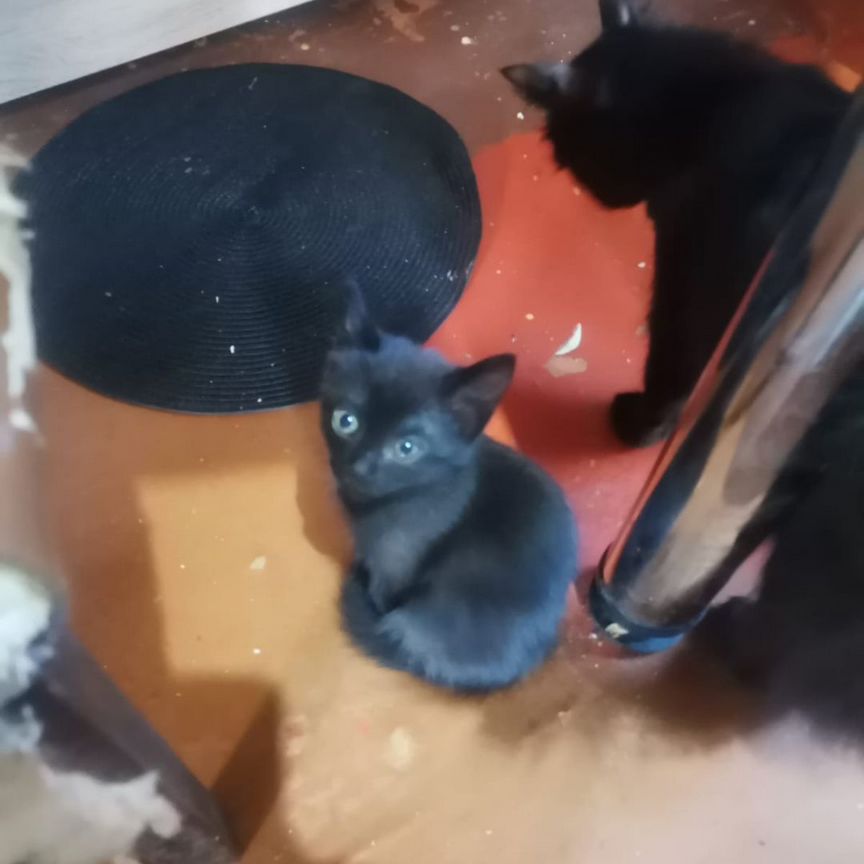 Кошечка уголёк в добрые руки