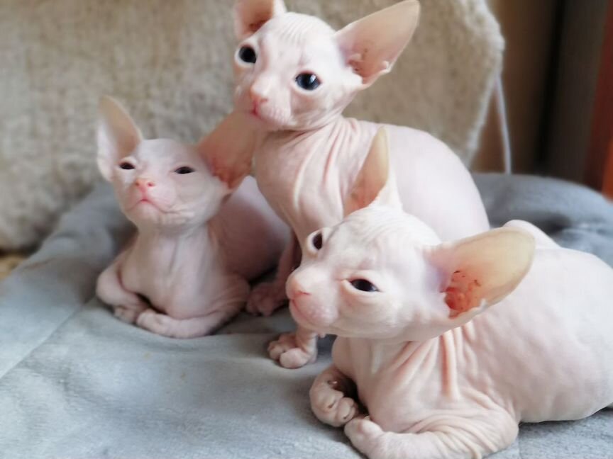Донской сфинкс котята